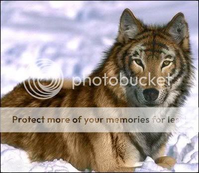 Tiger Wolf Hybrid Photo by SilenceGrey | Photobucket